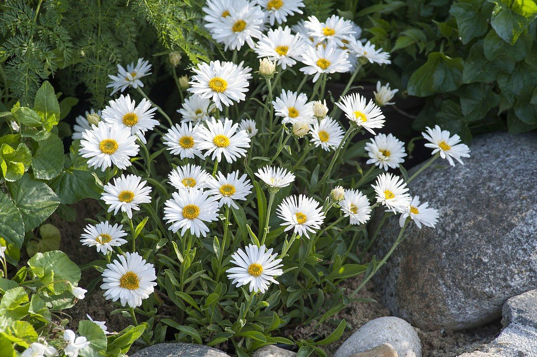Aster alpinus White (in ghiveci de 1 L), rasad de Ochiul Boului cu ...
