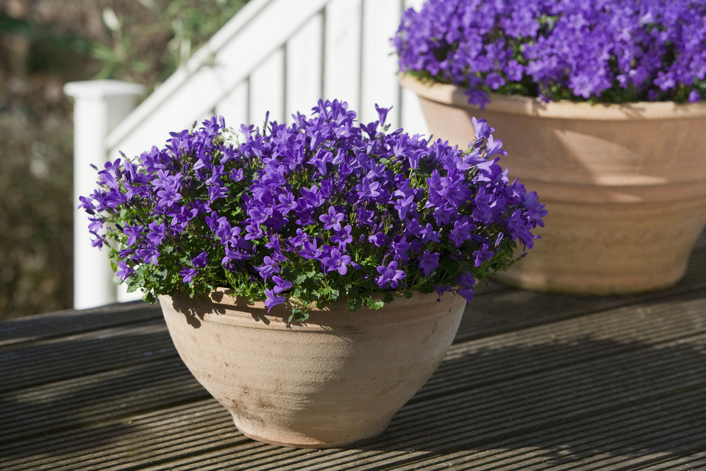 Campanula Mix (0.25 gr) seminte planta perena cu flori in forma de ...