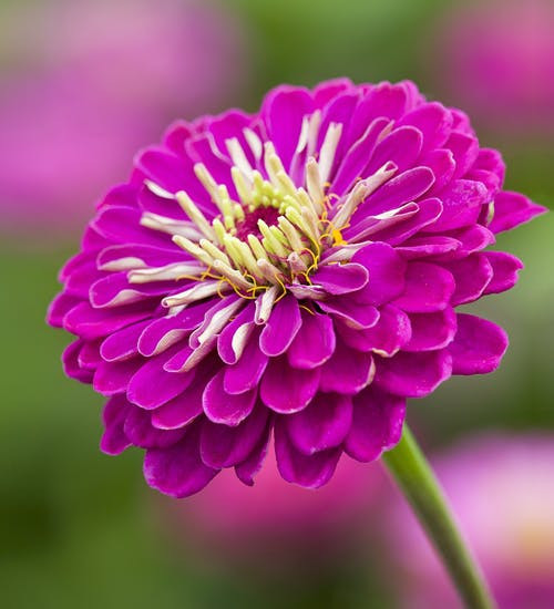 Carciumarese mari mov (0.9 gr) seminte de flori anuale in culoare ...