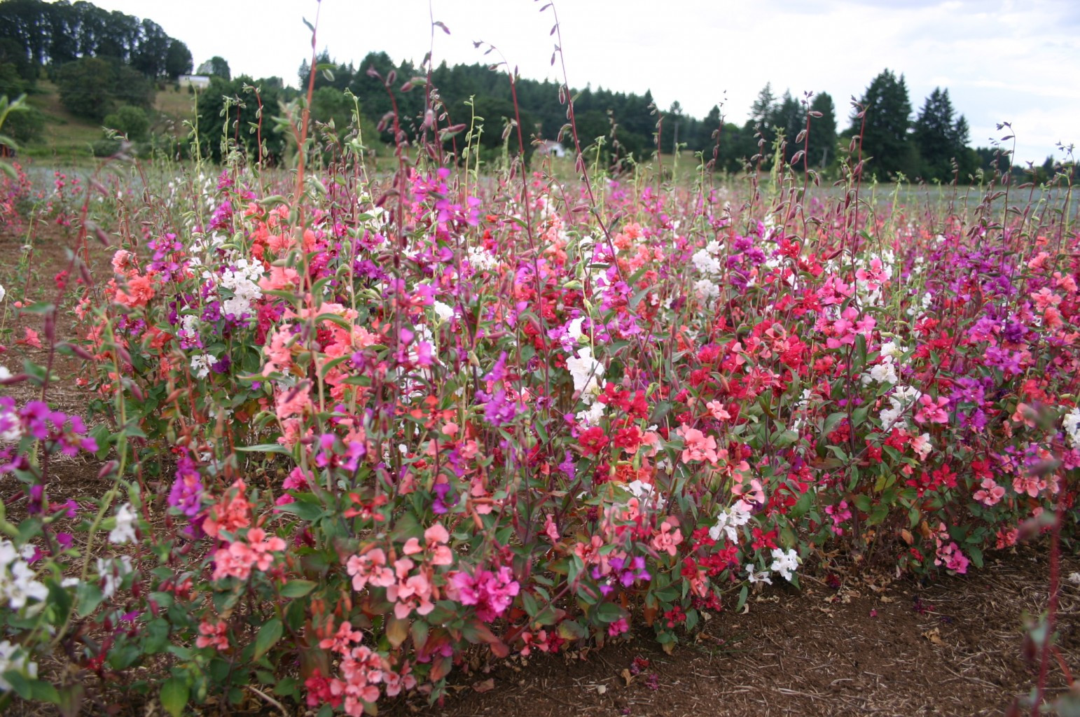 Clarkia mix (0.5 gr) seminte Godetia, Azalee de gradina, planta anuala ...