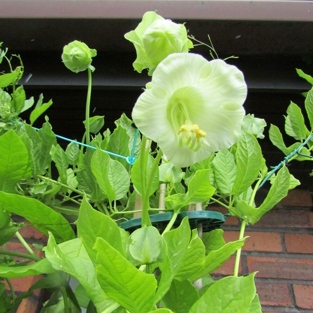 Cobea alba (2 seminte) seminte de planta perena urcatoare cu flori mari ...