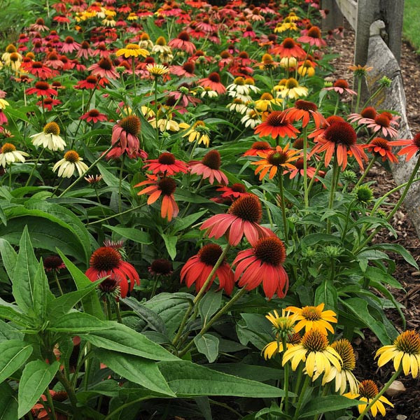 Echinacea Cheyenne Spirit (in ghiveci de 1 L), rasad de Echinacea ...