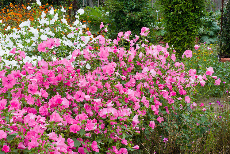 Nalba Lavatera trimestris mix (1 g), Seminte Flori Nalba, Planta Anuala ...