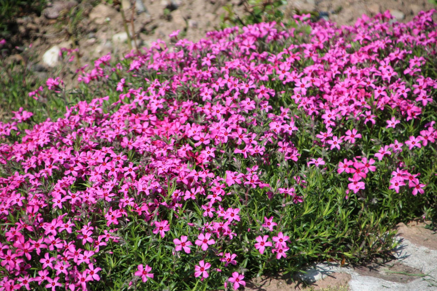 Phlox subulata Atropurpurea (in ghiveci de 1 L), rasad de brumarele ...