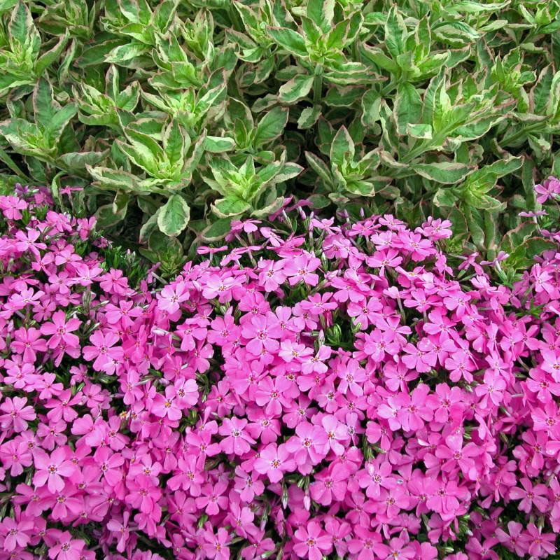 Phlox Hot Pink Spring (in ghiveci de 1 L), rasad de brumarele taratoare ...