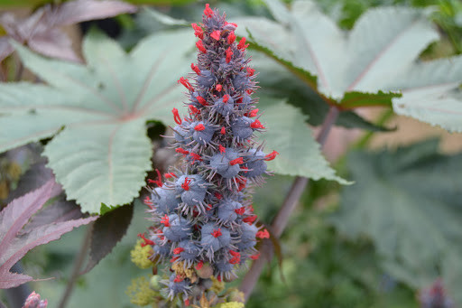 Ricin Gibsonii (2 seminte) seminte de planta anuala decorativa, cu ...