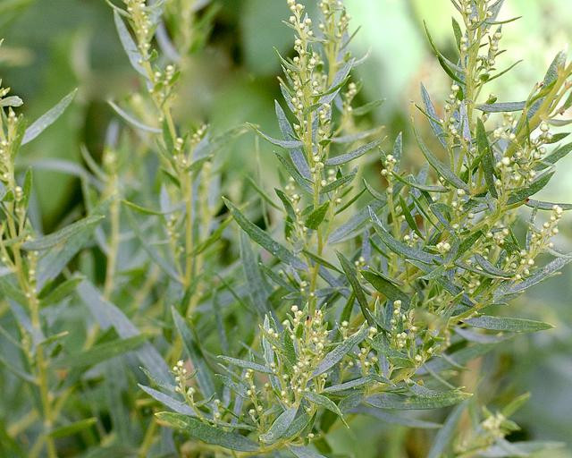 Tarhon (0.1 gr) seminte de planta aromatica, Agrosem