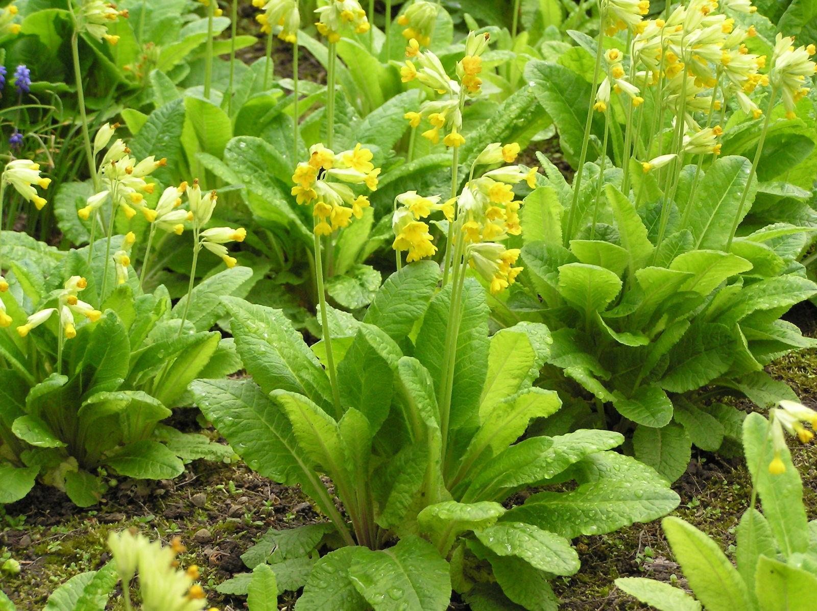 Ciubotica cucului (Primula veris) seminte planta perena, infloreste ...