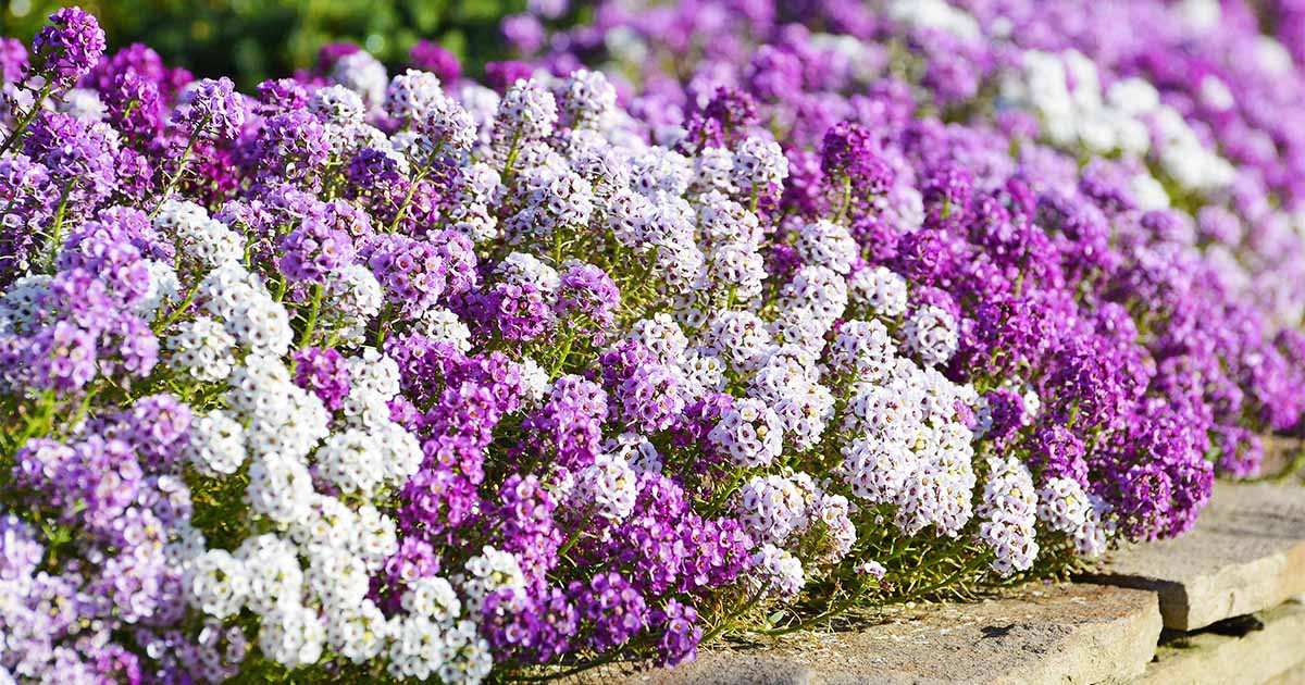 Alyssum violet (0.15 gr) seminte de alyssum violet planta perena ...