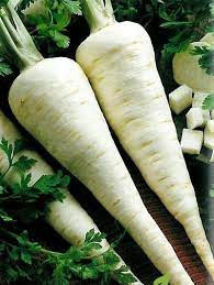 Patrunjel de radacina Bardowicker (21000 seminte) patrunjel radacina ...