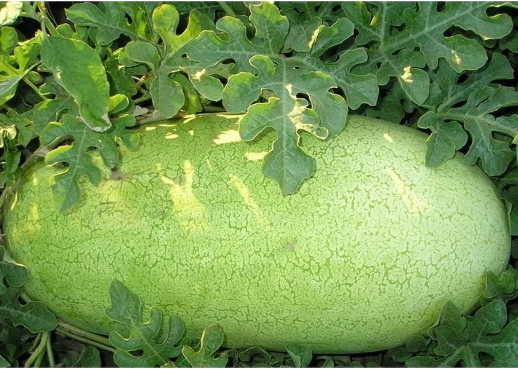 Pepene verde Charleston Gray (1 kg) seminte de pepene verde soi ...