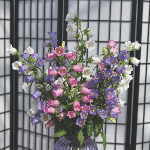 Clopotei mix (1000 seminte) plante bianuale cu flori albe, roz ...