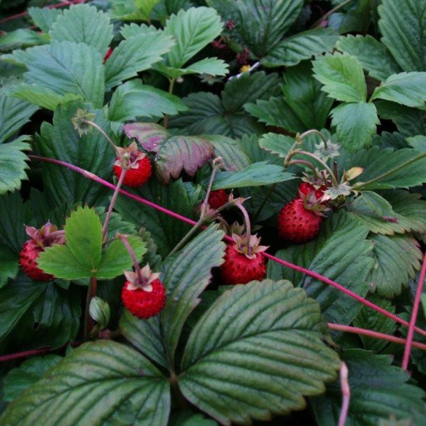 Fragute Rugen (0.02 gr) seminte fragute, fructe mici foarte aromate ...