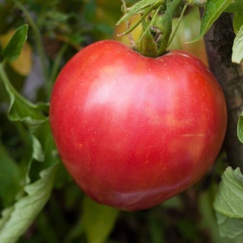 Rosii Inima de Bou Rosu (60 seminte) tomate soi rustic fructe mari ...