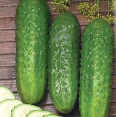 Castraveti Krak F1 (350 seminte) hibrid semitimpuriu cornison muraturi ...