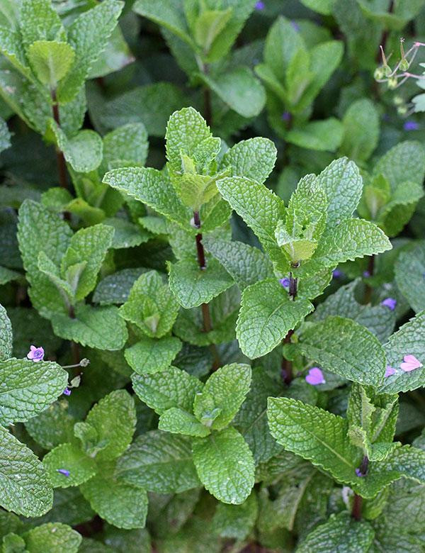 Menta dulce (0.05 gr) seminte Mentha spicata, planta aromatica perena ...
