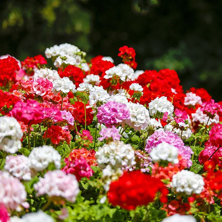 Muscata mix (0,1 g), Seminte de Flori Muscata de la Opal