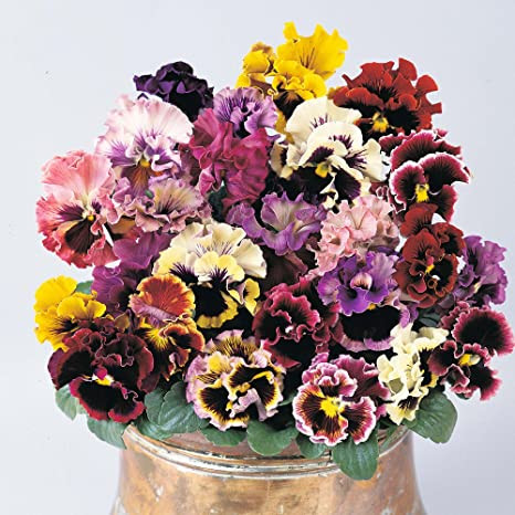 Panselute rococo mix (80 seminte) panselute catifelate ondulate ...