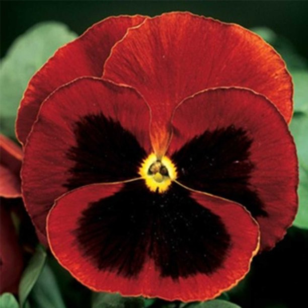Panselute rosii (80 seminte) panselute catifelate rosii, Agrosem