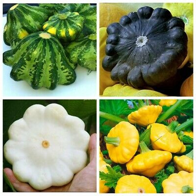 Dovlecel Patison mix (10 seminte) dovlecel Patison, soiuri productive ...