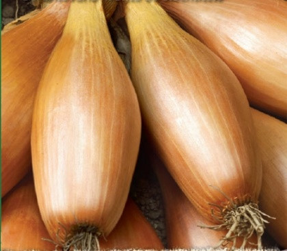 Ceapa Tosca (200 seminte) ceapa alba alungita, gustoasa, Agrosem