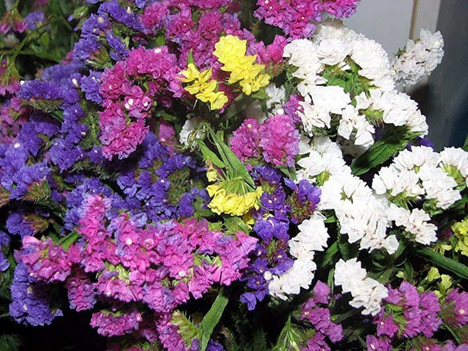 Garoafa mÄƒrii (0.2 g) seminte de plante perene frumos colorate, plante ...