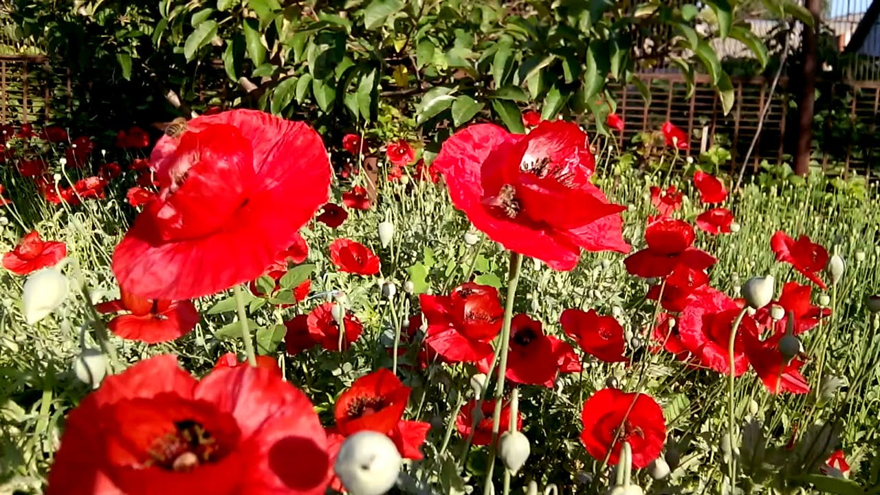 Mac de camp (0.5 g) seminte de planta perena rustica, cu flori rosii ...