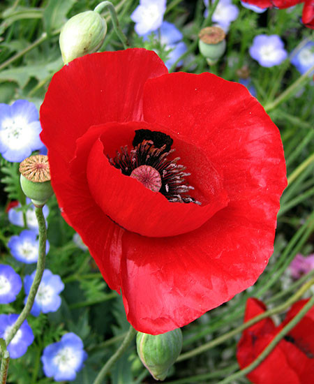 Mac de camp (0.5 g) seminte de planta perena rustica, cu flori rosii ...