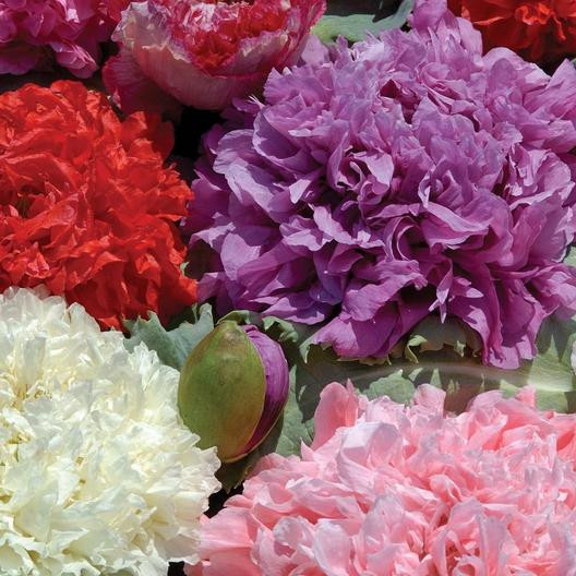 Mac de gradina (1 g) seminte plante decorative cu flori mari, bÄƒtute ...