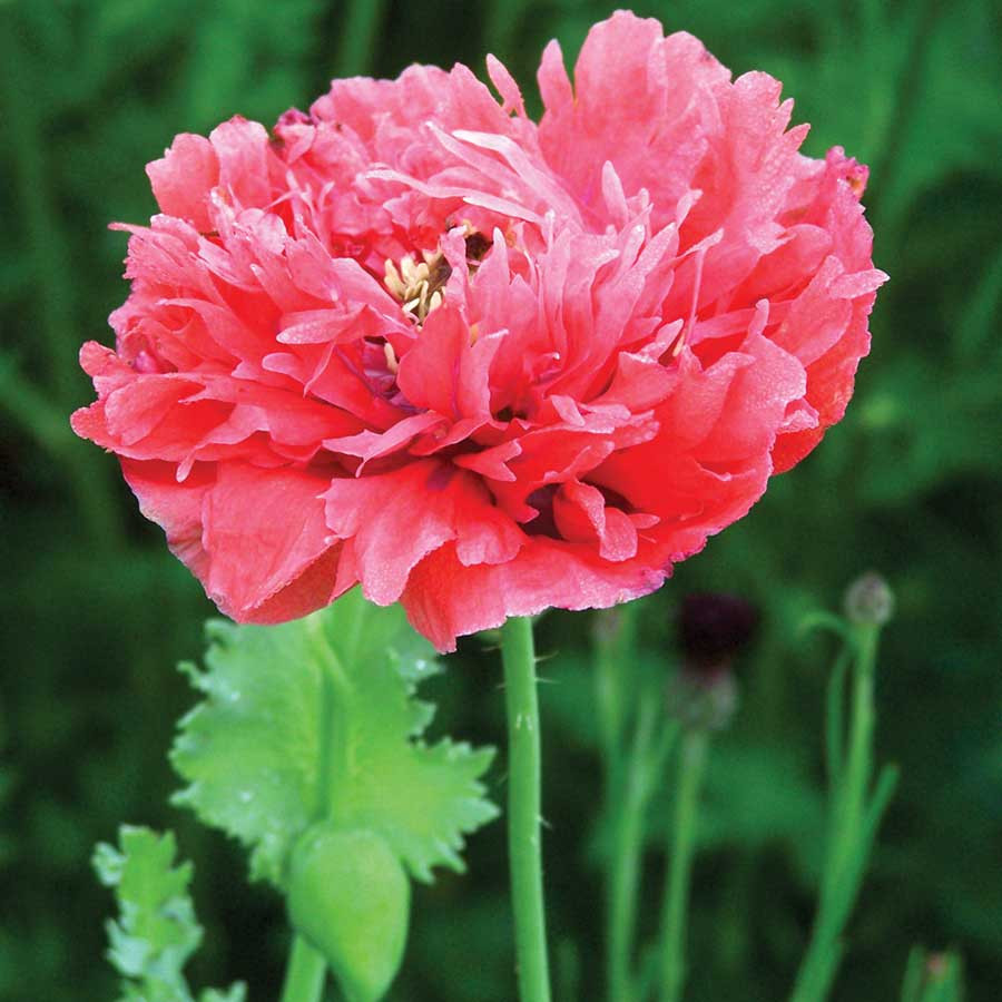 Mac de gradina (1 g) seminte plante decorative cu flori mari, bÄƒtute ...