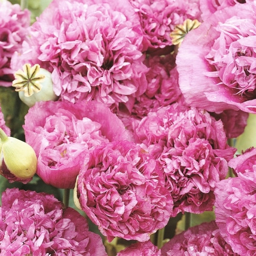 Mac de gradina (1 g) seminte plante decorative cu flori mari, bÄƒtute ...