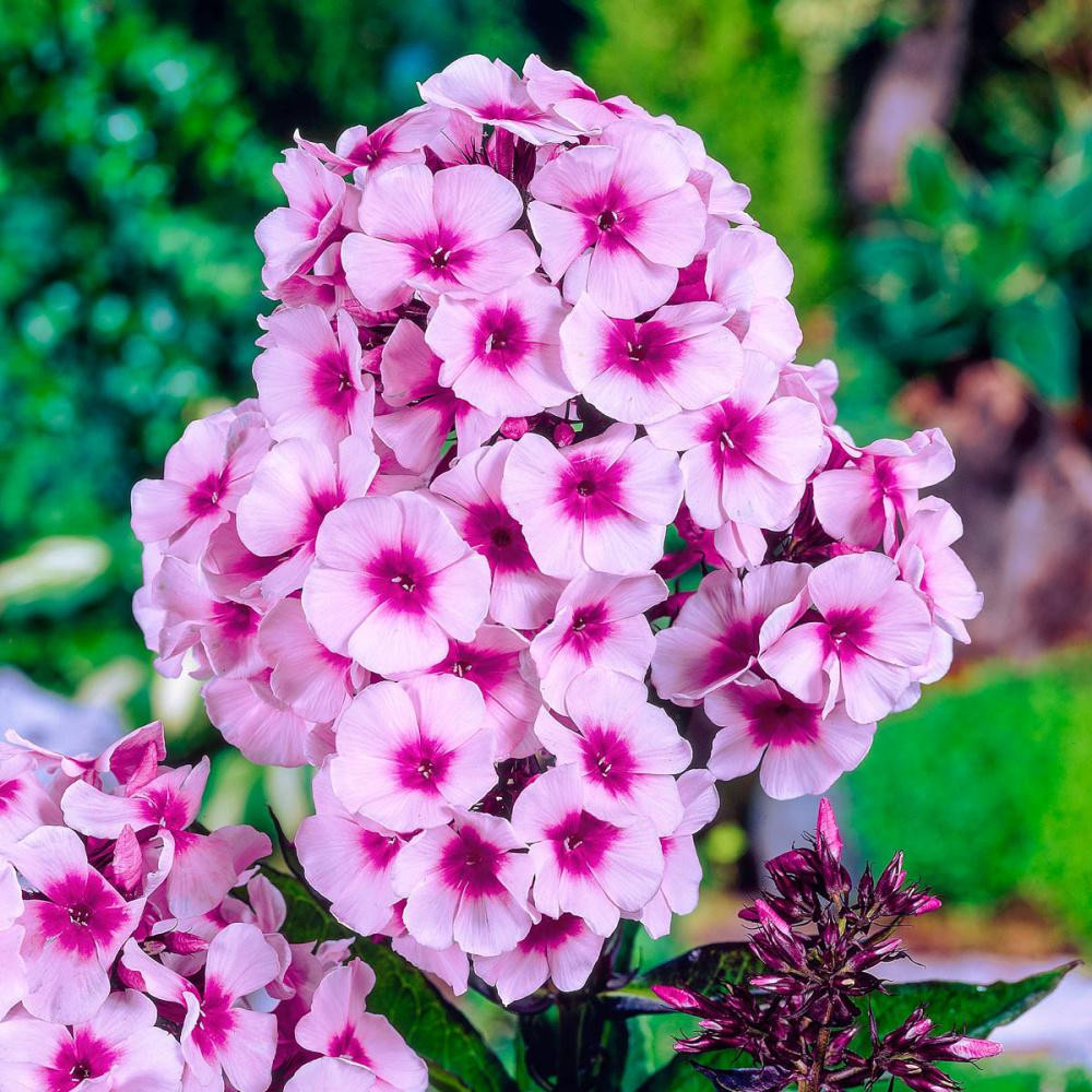 Phlox Paniculata Bright Eyes (ghiveci 1 l), plante perene cu flori mari ...