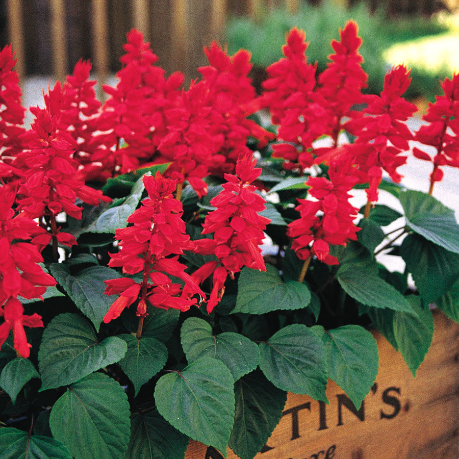 Salvia de gradina St. John's Fire (0.5 g) seminte de planta cu flori ...