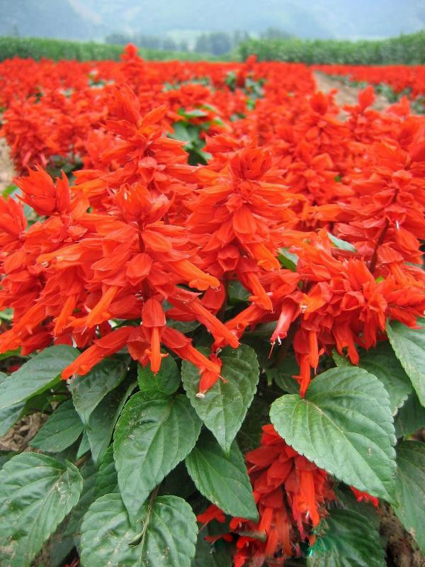 Salvia de gradina St. John's Fire (0.5 g) seminte de planta cu flori ...