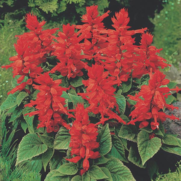 Salvia de gradina St. John's Fire (0.5 g) seminte de planta cu flori ...