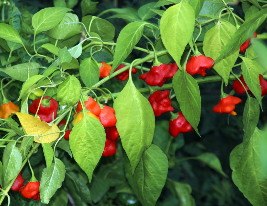 Ardei iute decorativ (7 seminte) ardei iute decorativ clopotel, Agrosem