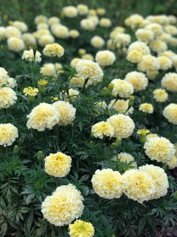 Craite pitice albe Vanilla (0.05 gr) seminte de craite pitice cu flori ...