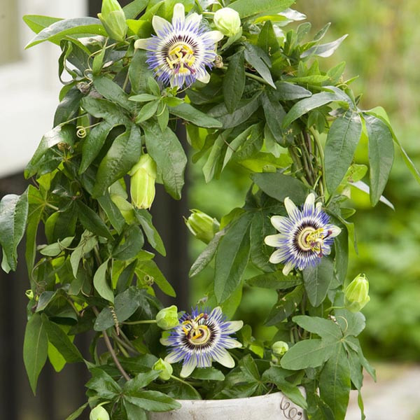 Floarea pasiunii (0.33 g) seminte de planta agatatoare superba cu flori ...
