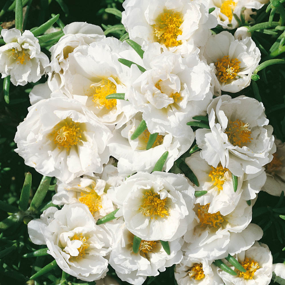 Flori de Piatra duble albe (0.1 gr) flori de piatra Portulaca ...