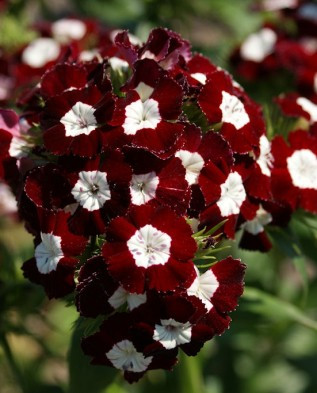 Garofite de gradina Heimatland (0.2 gr) seminte de garofite de gradina ...