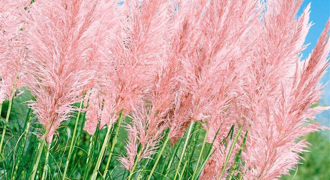 Iarba de Pampas roz seminte de iarba decorativa, cu flori roz, pufoase ...