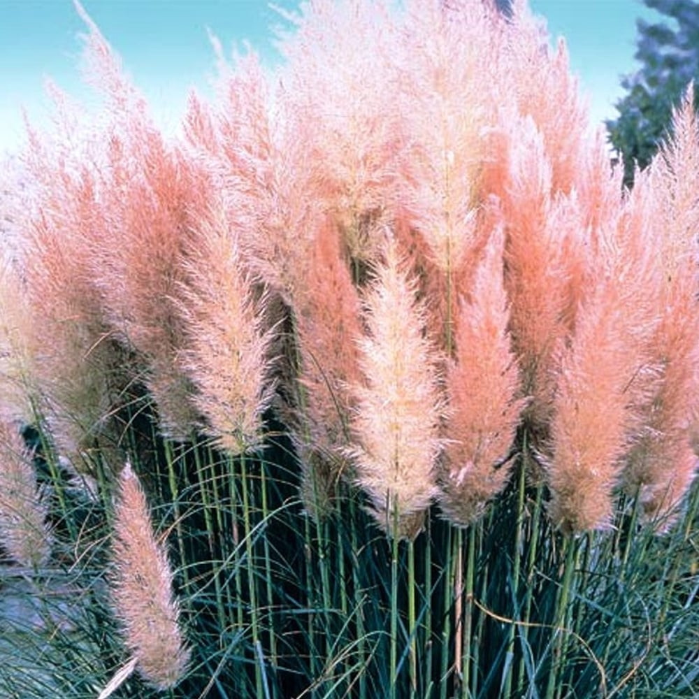 Iarba de Pampas roz seminte de iarba decorativa, cu flori roz, pufoase ...