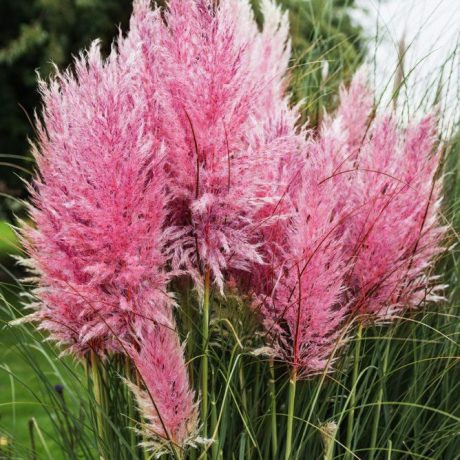 Iarba de Pampas roz seminte de iarba decorativa, cu flori roz, pufoase ...