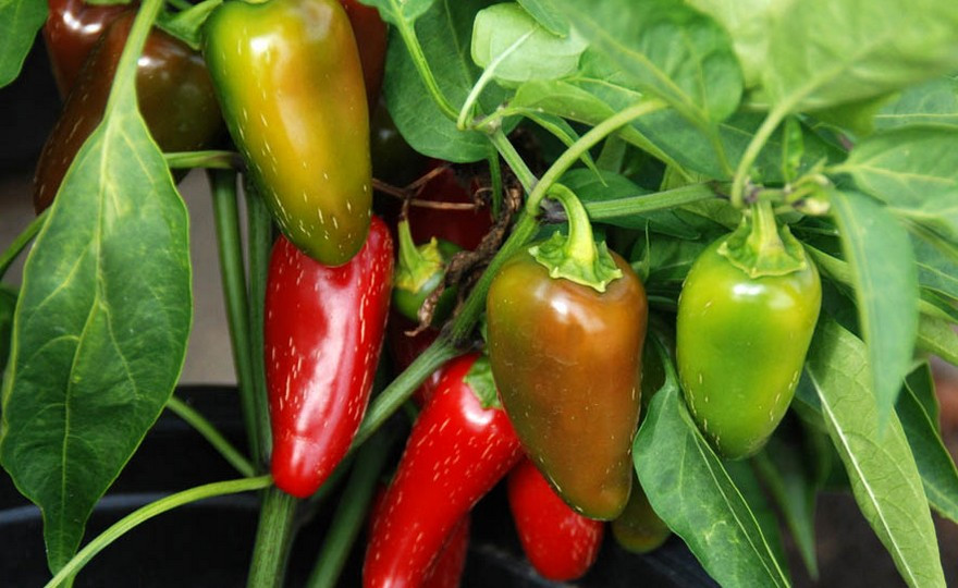 Ardei iute Jalapeno (0.3 gr) seminte de Ardei Iute Jalapeno originar ...