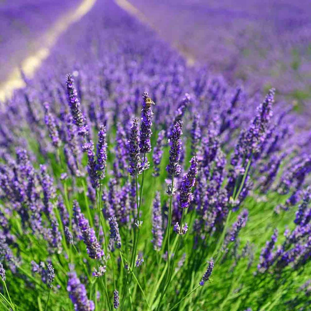 Lavanda (Levantica) (250 de seminte) planta perena cu flori mov extrem ...