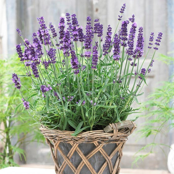 Lavanda (Levantica) (250 de seminte) planta perena cu flori mov extrem ...