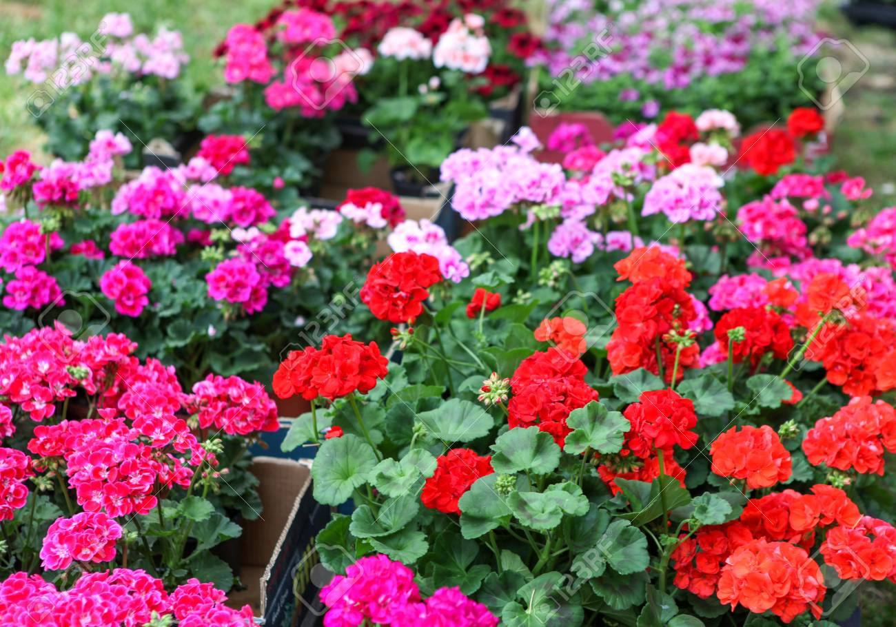 Muscata mix (0,08 g) flori, Agrosel