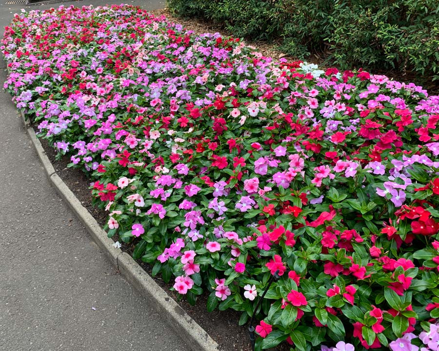 Vinca Mix (0.05 gr) - Seminte de plante anuale cu flori colorate, Agrosem