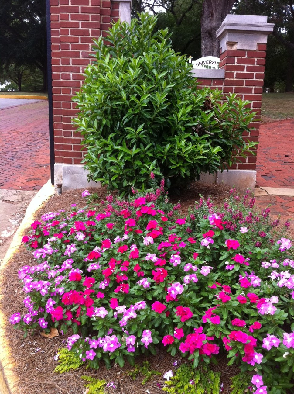 Vinca Mix (0.05 gr) - Seminte de plante anuale cu flori colorate, Agrosem