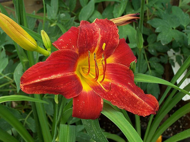 Crin Hemerocallis Anzac (ghiveci 1,5 L), crin de o zi cu flori foarte ...